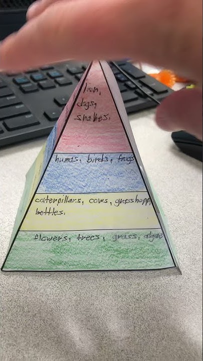 Ecological Pyramid Activity - YouTube