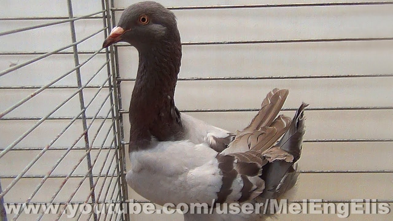 Pigeons Poule Maltais - Malteser Tauben - Maltezer Kipduif ...