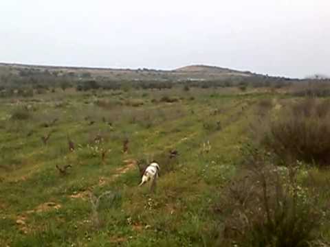 φερμα επανιελ σε ορτυκια - YouTube