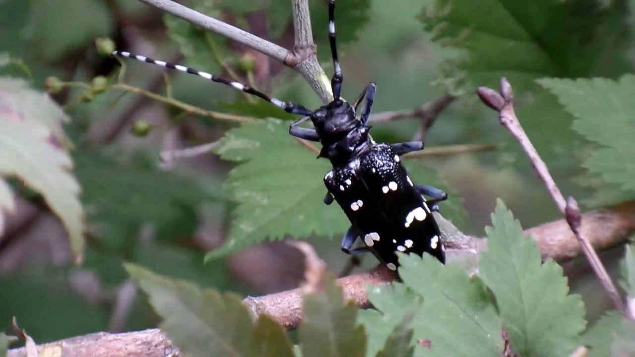 Callipogon relictus. 장수하늘소 . Jeonju . KOREA . 全州市....전주 모악산 해발 794m ...