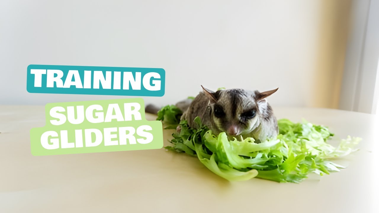 Essential Tips for Beginners: How to Train Sugar Gliders - YouTube