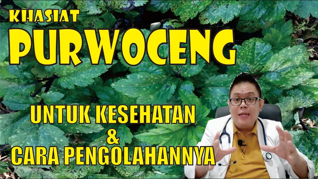 KHASIAT PURWOCENG UNTUK KESEHATAN DAN CARA MENGOLAHNYA - YouTube