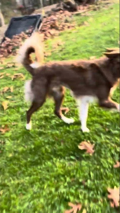 demon dogs - YouTube