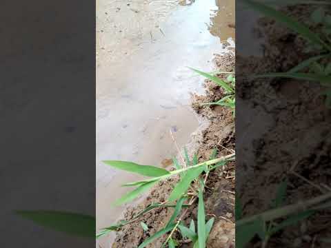 Mancing belut Hot