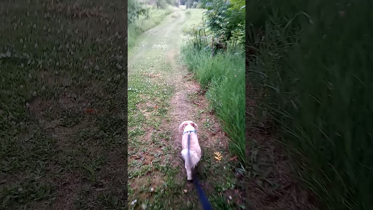 RAVEN - The Poop Walk With the Poofer on My Property - YouTube