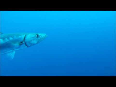 Freedive Jeddah - Dancing With Luda Barracuda.wmv