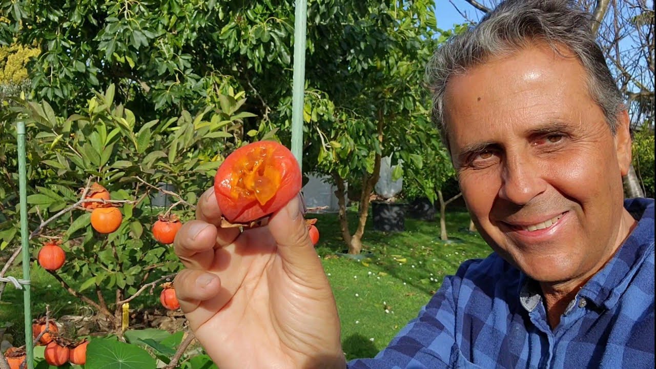 Suruga Persimmon - First Winter Harvest - YouTube