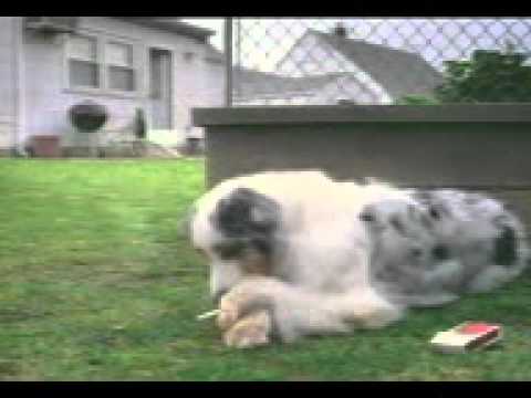 perro fumando - YouTube