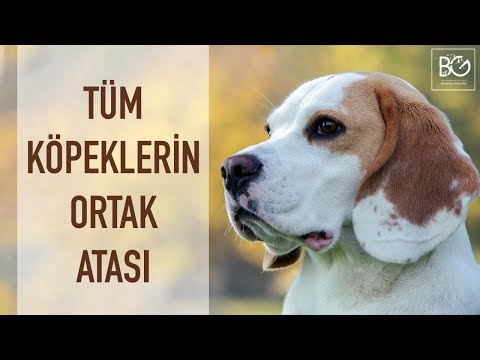 Tüm Köpeklerin Ortak Atası