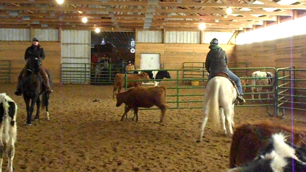 Cow Sorting - YouTube