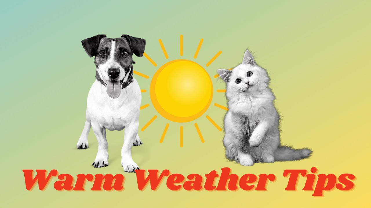 Pet Education - Warm Weather Tips - YouTube