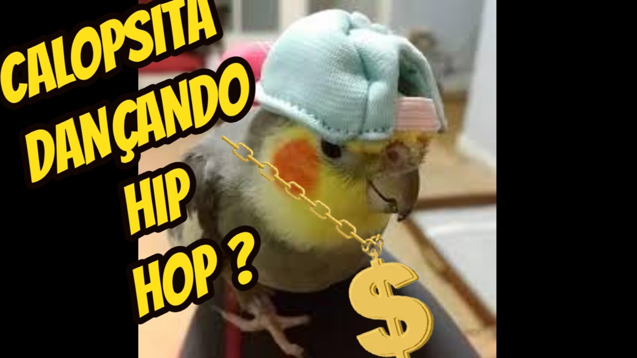 Calopsita dançando HIP HOP (Cockatiel dancing hip hop) Calopsita ...