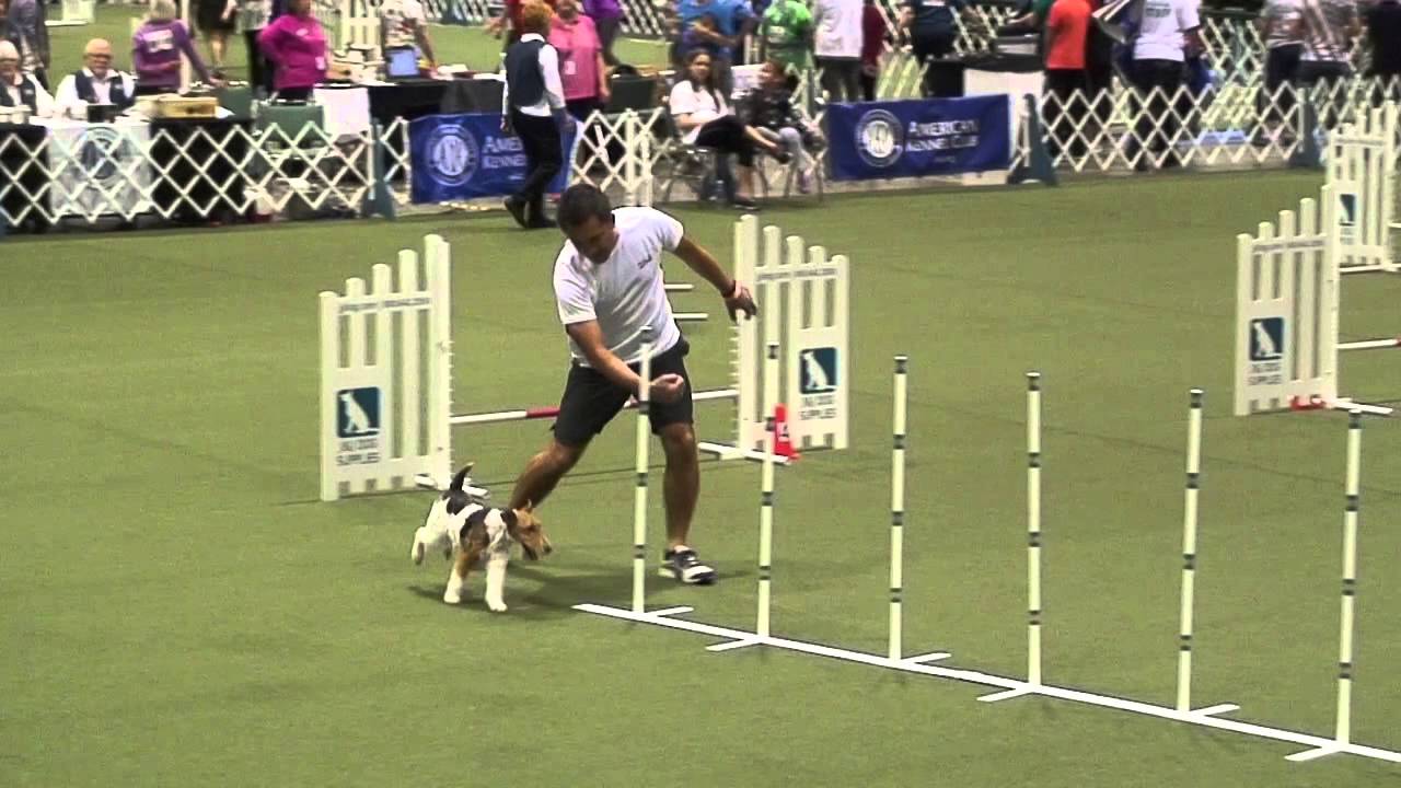 Meg, Wire Fox Terrier - 2015 AKC Eukanuba Agility Championships, Round ...