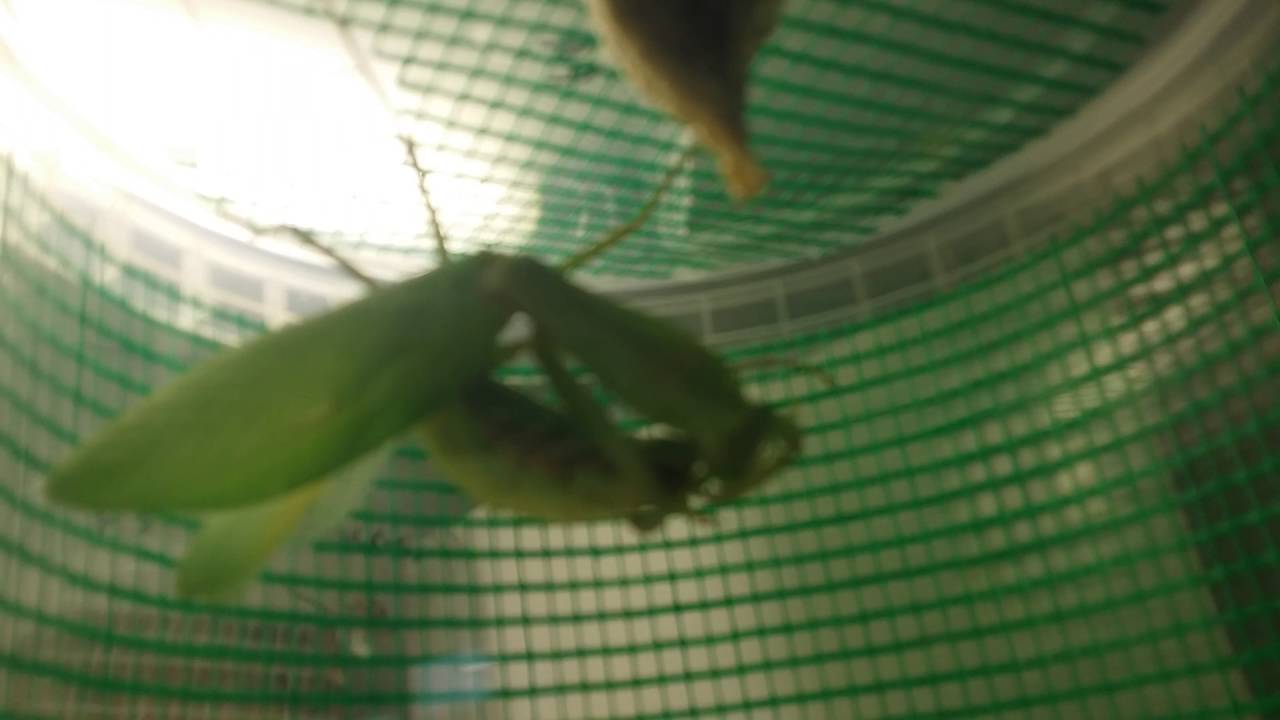 Mantis Rhombodera megaera cleaning her abdomen after laying an ootheca ...