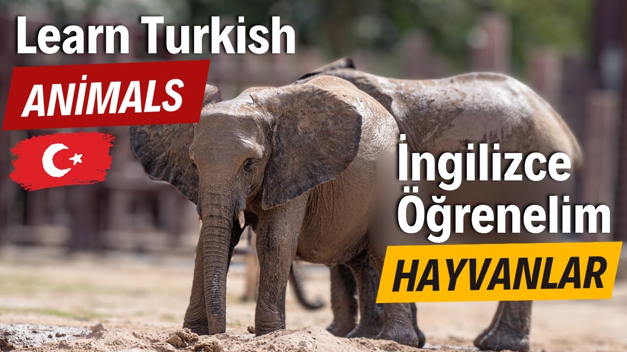 Animals in Turkish | İngilizce Hayvanlar - YouTube