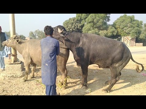 December 9, 🐃 Buffalo Mating videos #larkanasindh #viral #trending #buffalo #cawow ##goat