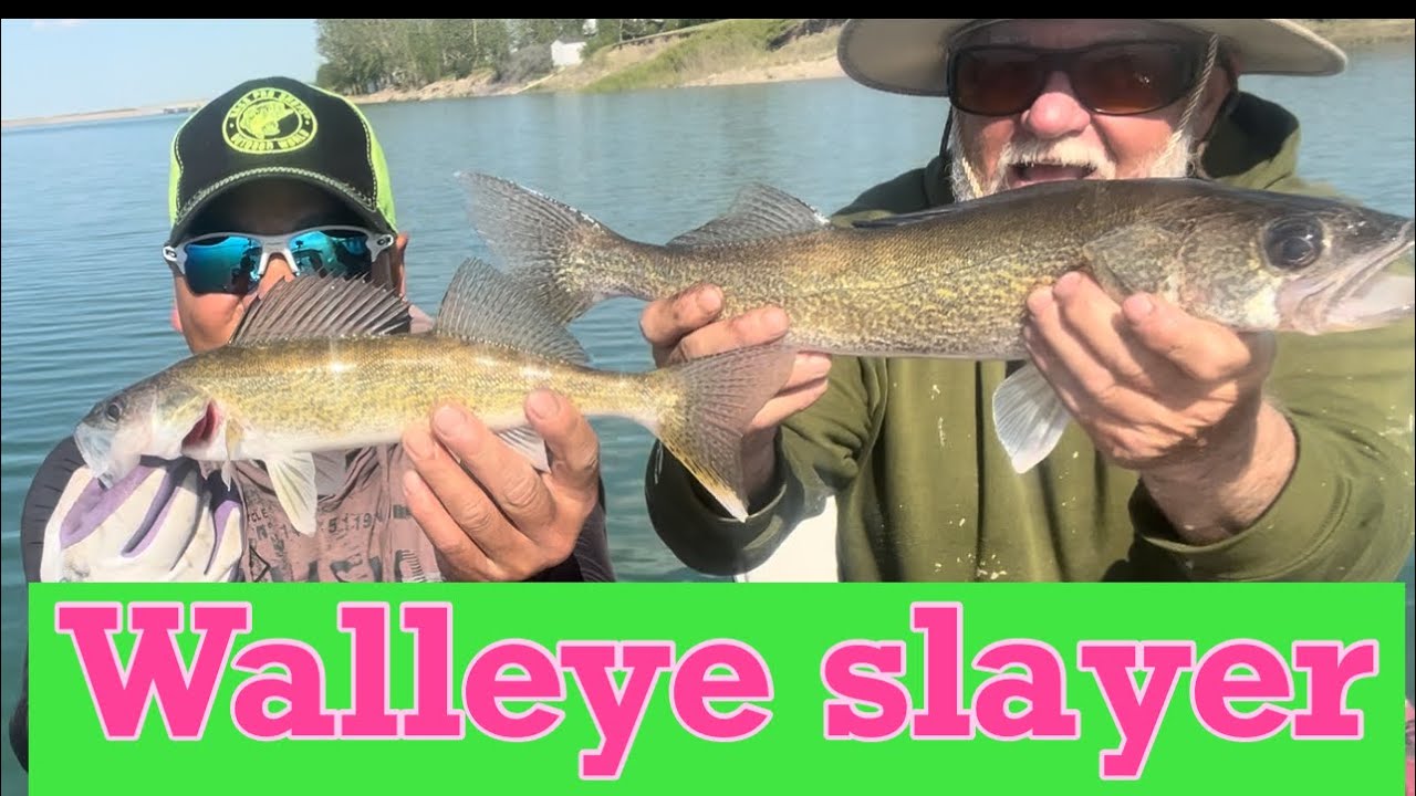 Massive Walleye Fishing Southern Alberta - YouTube