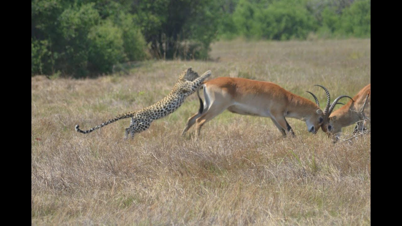 Facts you didn't know! Documentary About the Antelopes - Planet of ...