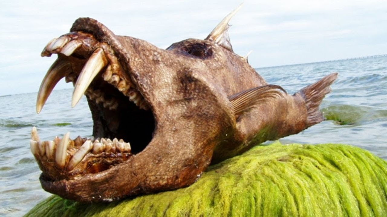 Top 10 Scary Creatures That Are Only Found In Japan - YouTube