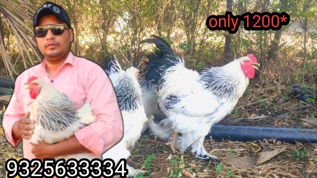 Top quality Columbia light Brahma adult 1male 2 female for sale •|• in ...