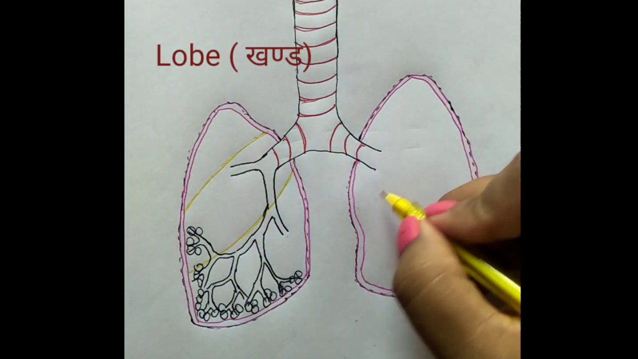 How to Draw Respiratory System step by step for Beginners! - YouTube