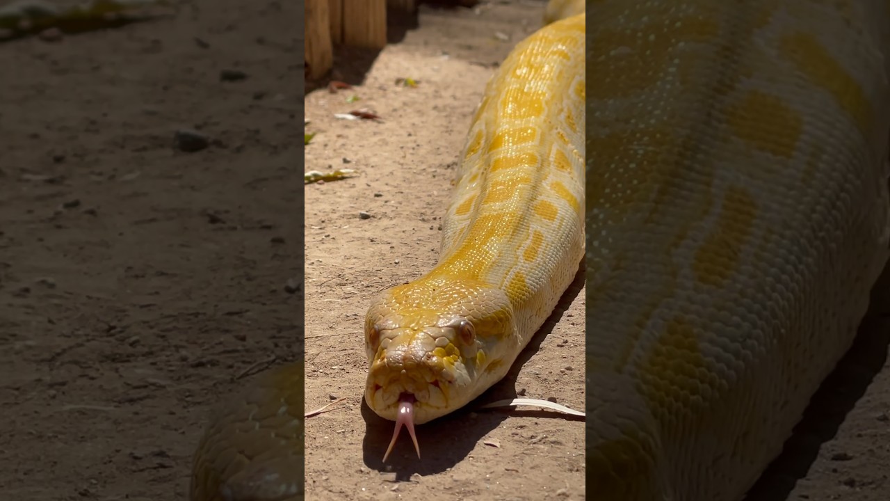 Foot Albino Burmese Python