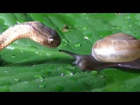Snake vs snail - YouTube
