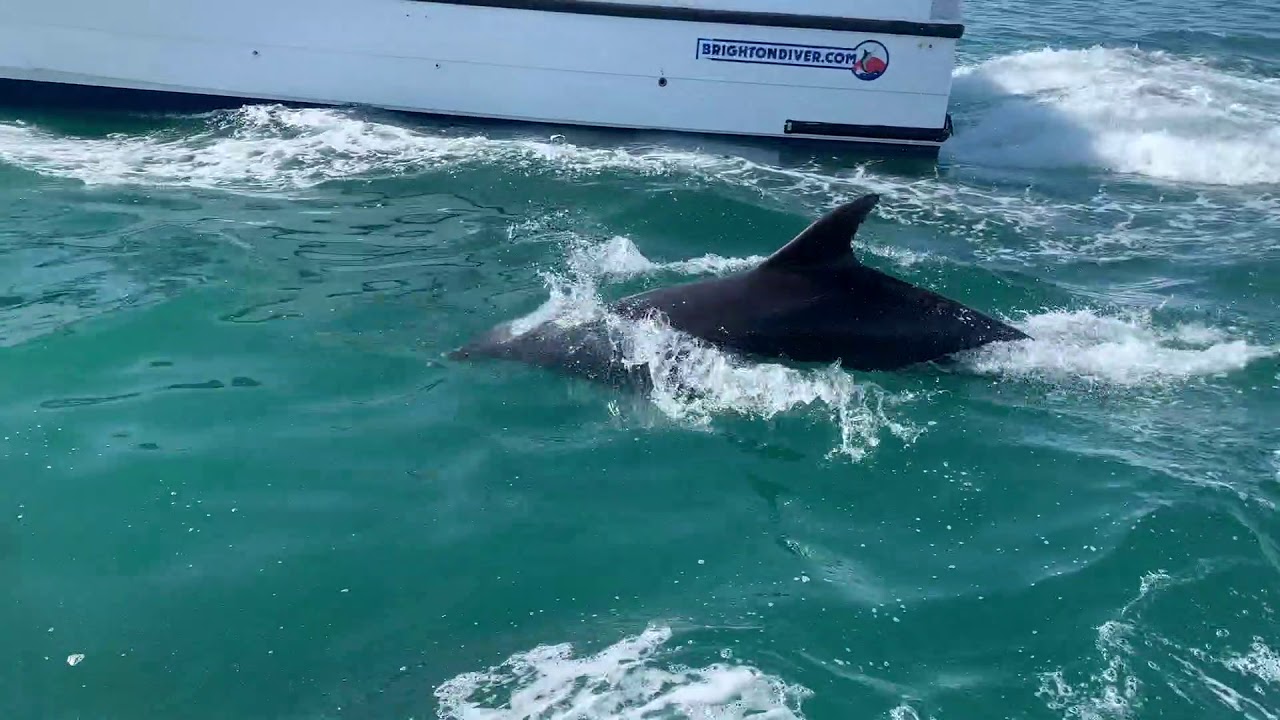 Dolphins off Brighton june 2020 part 2 - YouTube