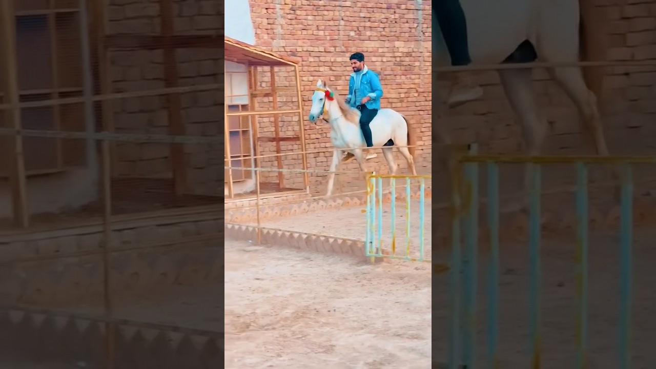 samad 💕 samad pets vlog fan page - YouTube