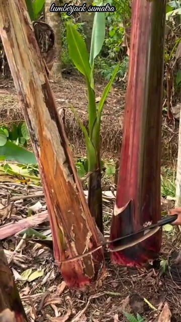 cutting down a red banana tree using a machete - YouTube