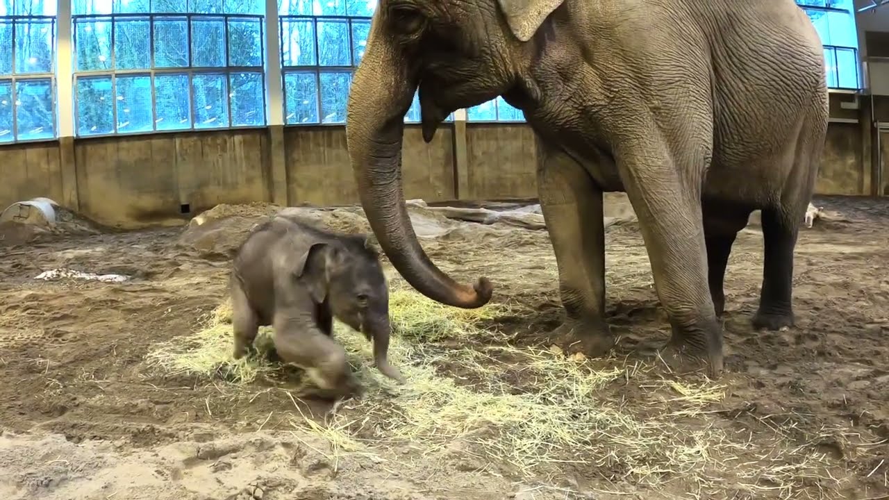 Oregon Zoo baby elephant Tula-Tu set to make public debut