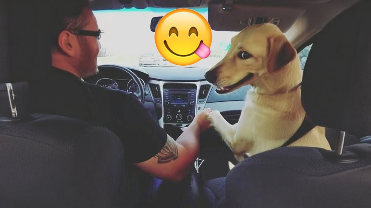 You Laugh You Lose🤣😍Funniest Dogs and Cats 2024 😹🐕Part31 - YouTube