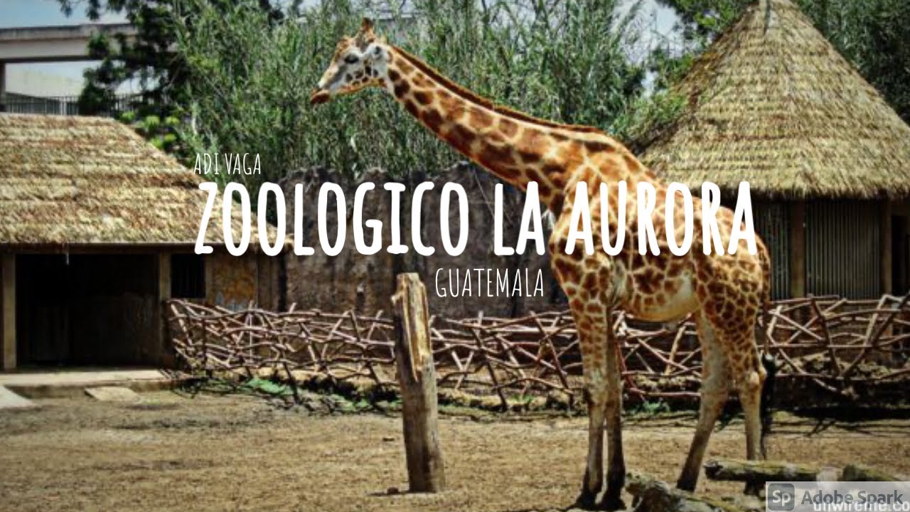ZOOLOGICO LA AURORA GUATEMALA 2021- 30,000 ANIMALES EN UNO DE LOS ...
