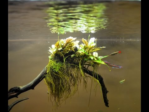 150g Modified River Manifold Maintenance with bonus fish footage - YouTube