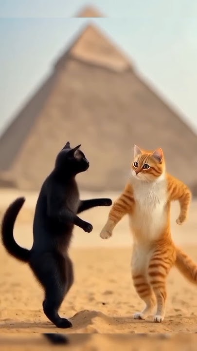 Cats fighting in the desert. #lovelycats #catlovers #funny #kidssong #pattoland #funsongforkids ...