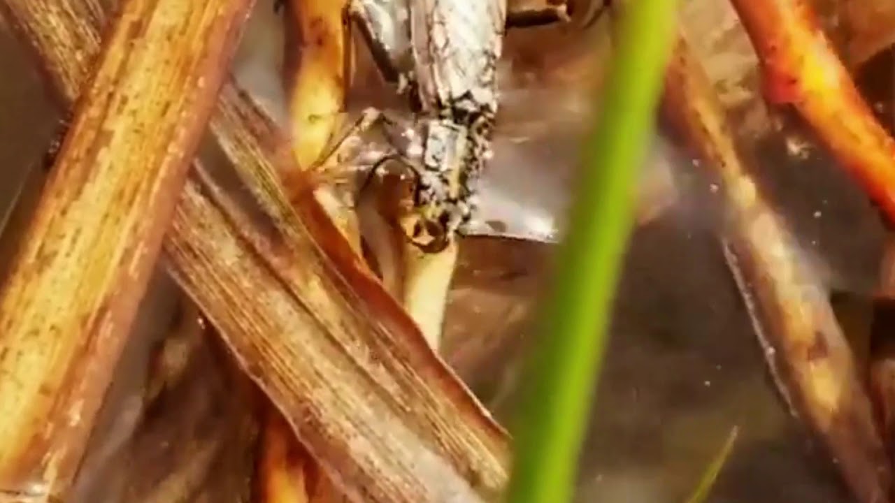 Skwalla Stonefly Adult-Yakima River - YouTube