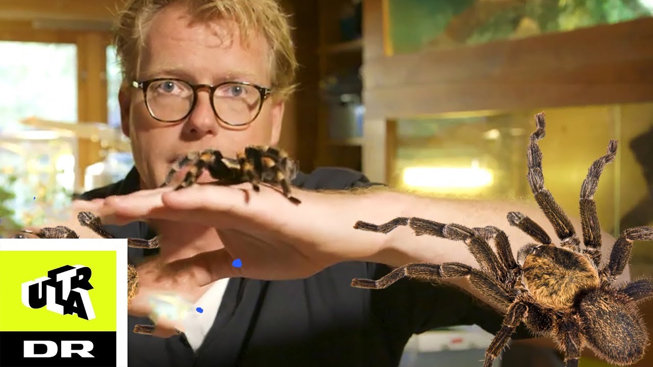 Hvor stor er den største fugleedderkop? 🕷️ Q&A med Sebastian | Ultra ...