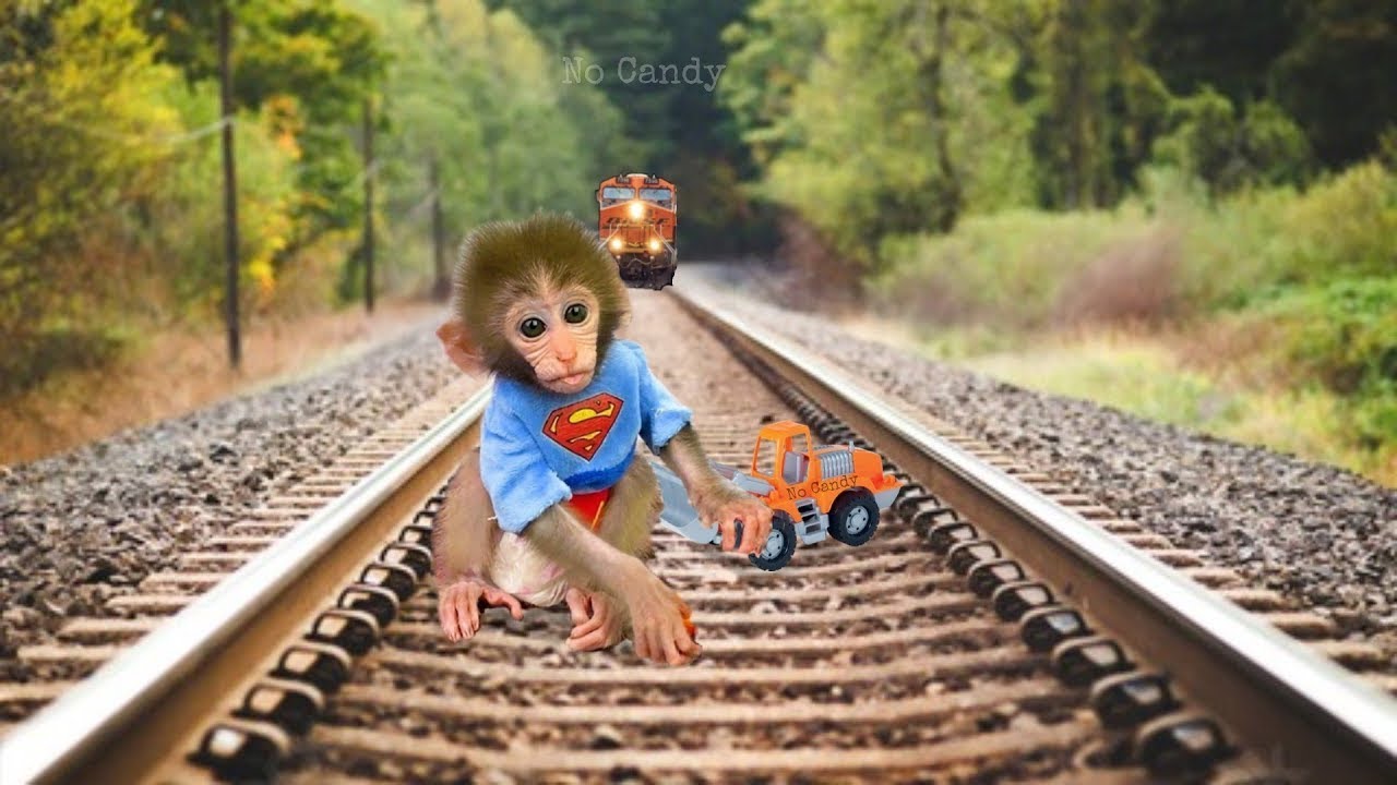 New video! Bon Bon Monkey on train track try stops gas train and ...