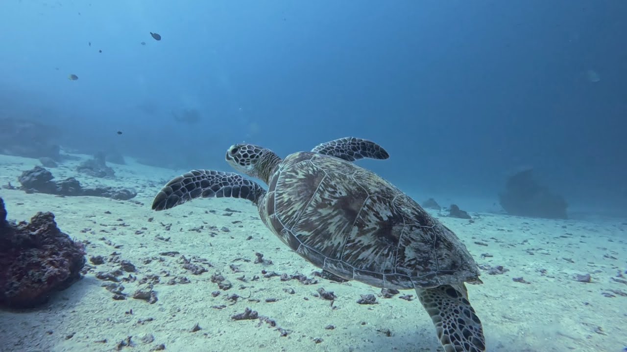 Diving in Bira- South Sulawesi, Indonesia - YouTube