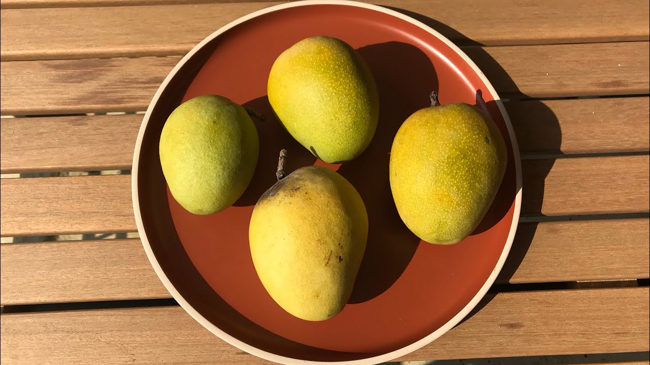 Himsagar mango [Mangifera indica] - YouTube