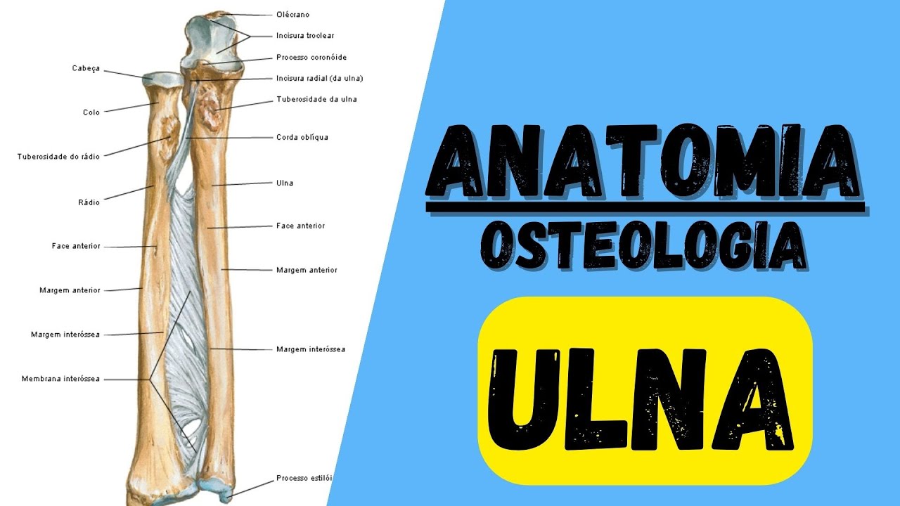 Quais são os ACIDENTES ÓSSEOS da ULNA? Osteologia - aula de anatomia ...