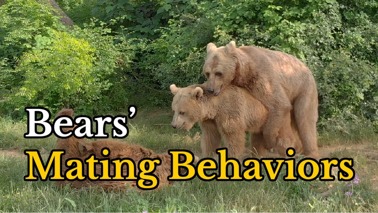 Surprising Facts about Bears Mating Behaviors | Footages of Bears ...