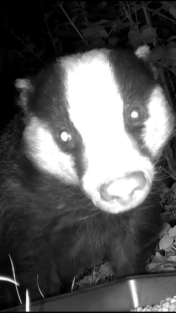 Badger eating at night #ouranimal #badgers - YouTube
