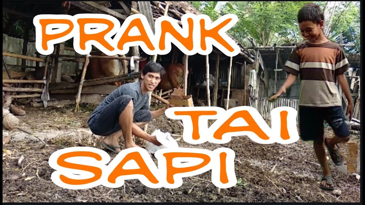 Video Lucu Lawak Bali: Viral PRANK TAI SAPI Buat Si Ima - YouTube