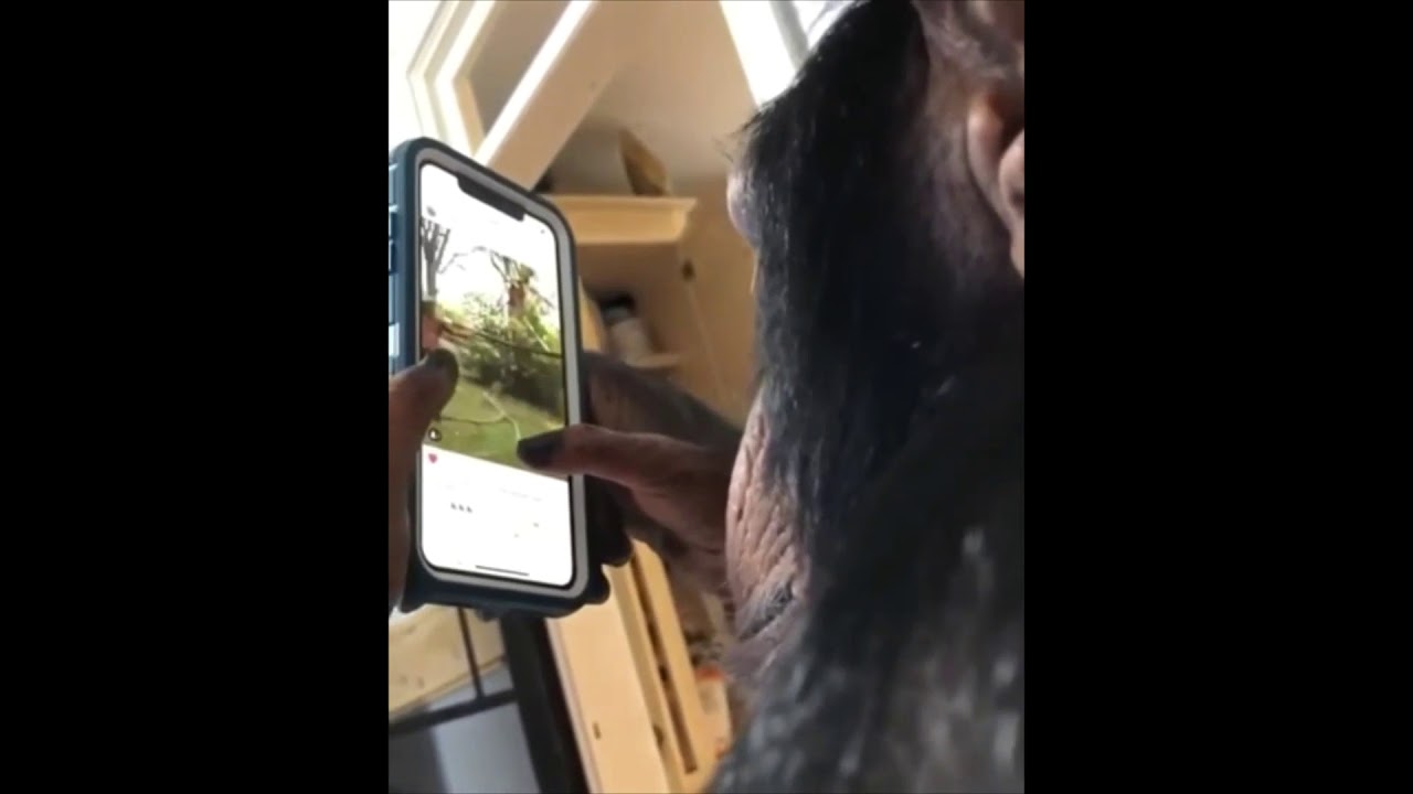 Ape using smartphone! - YouTube
