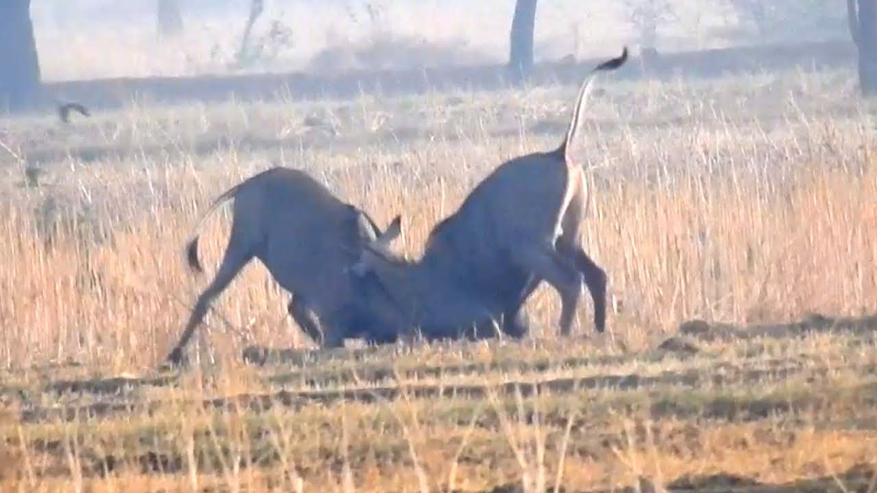 How Two Blue Bull Fighting In Dangerous Mood ? ||Tech earth|| - YouTube