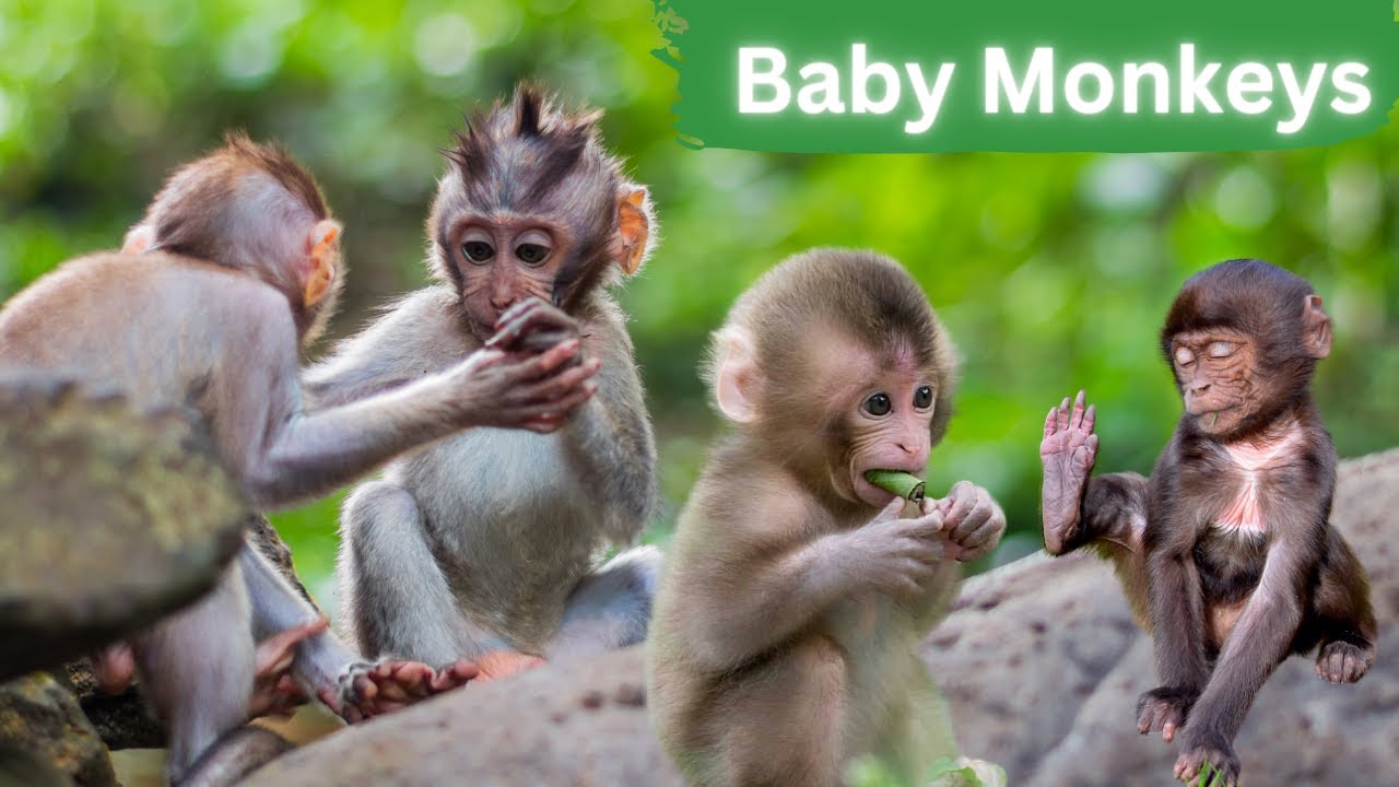 Adorable Baby Monkeys: Nature's Little Miracles 4K - YouTube