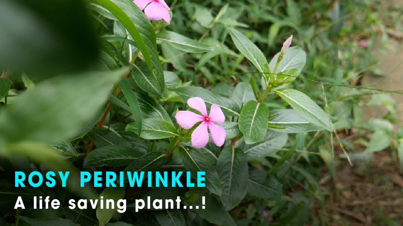 Have You Heard of the Healing Powers of Periwinkle? | TOP 10 Indian ...