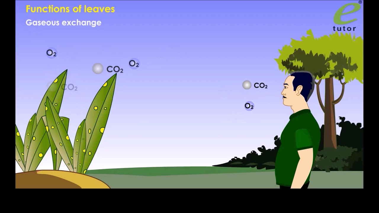 CBSE ICSE NCERT Class 6 Science Functions Of Leaf YouTube cbse-icse-ncert-class-6-science-functions-of-leaf-youtube