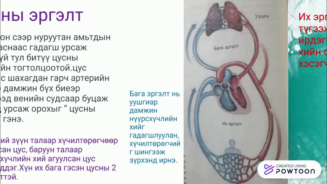 7 р анги Хүний цусны эргэлтийн эрхтэн тогтолцоо Pptx Youtube